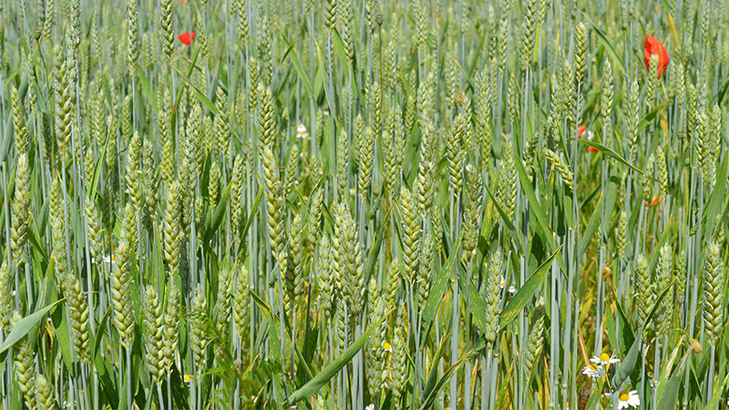 É DIA DA ESPIGA! SABE QUAL É A HISTÓRIA DESTA DATA? - Estrelas & Ouriços